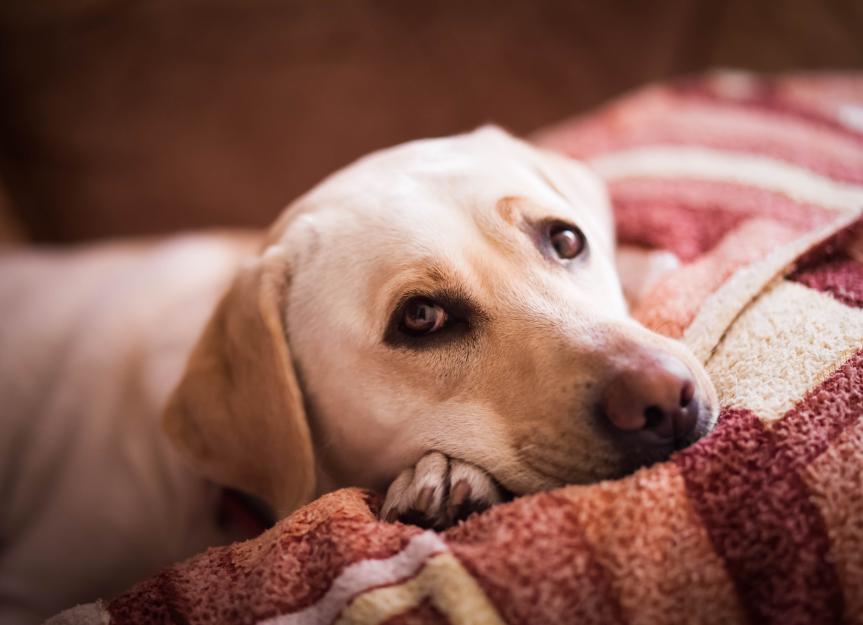 Hyperphosphatemia in Dogs (High Phosphorus Levels) | PetMD