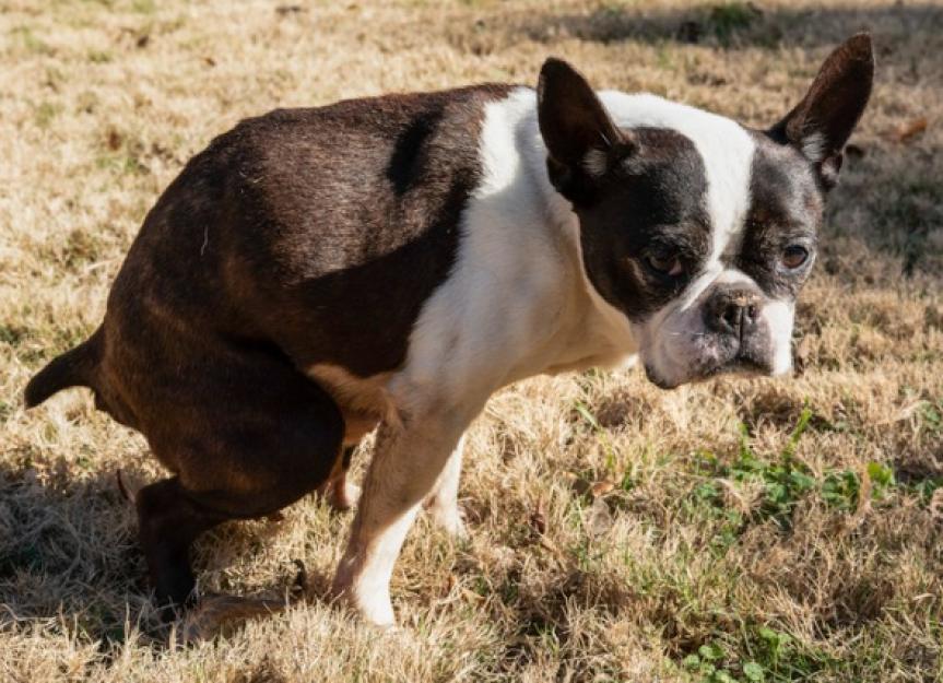 5 Remedies for Dog Constipation | PetMD