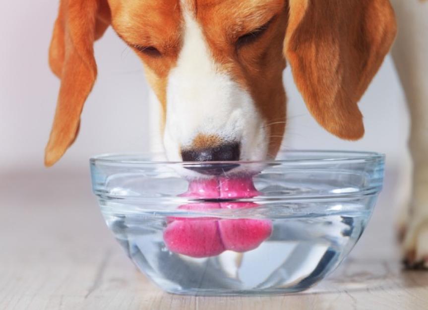 Is My Dog Dehydrated? | PetMD