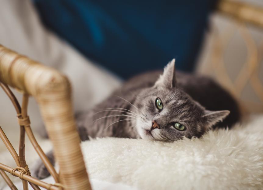 Feline Herpesvirus 1 (FHV-1) Infection | PetMD