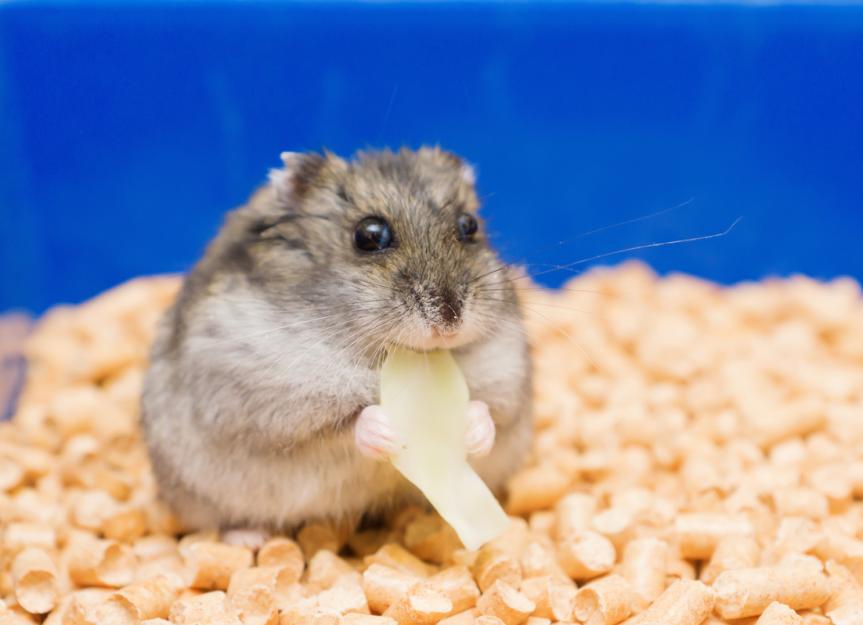 Exophthalmia (Eye Bulging) in Hamsters | PetMD