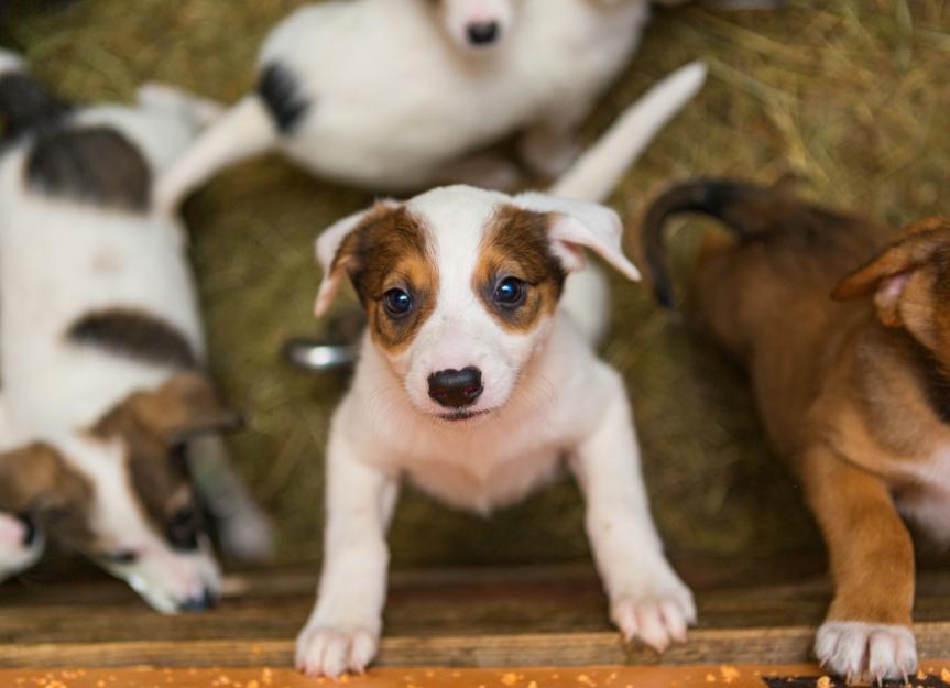 Canine Herpesvirus | PetMD
