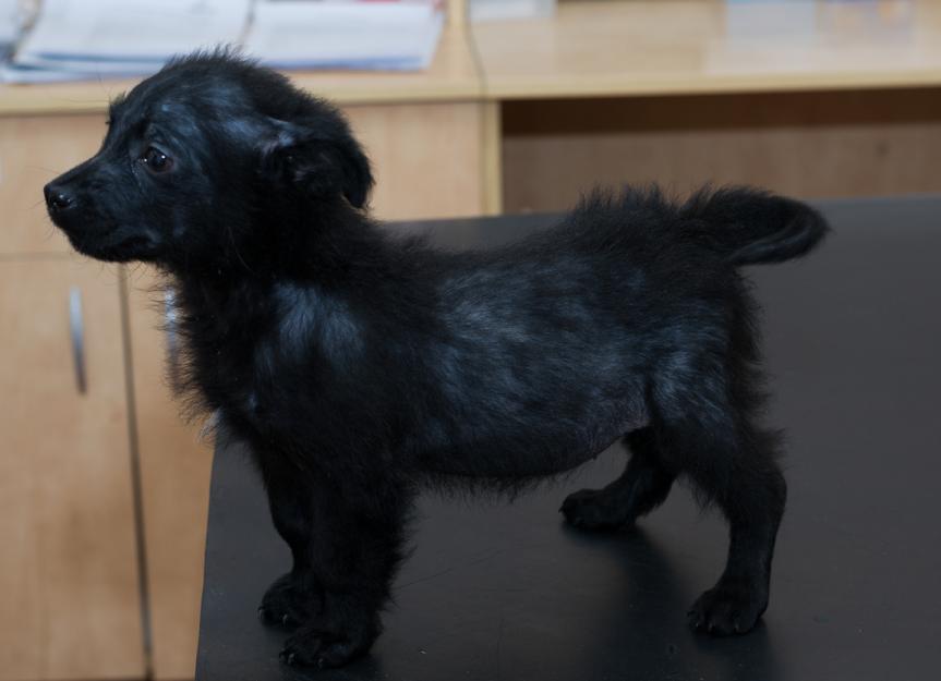 Demodectic Mange in Dogs | PetMD