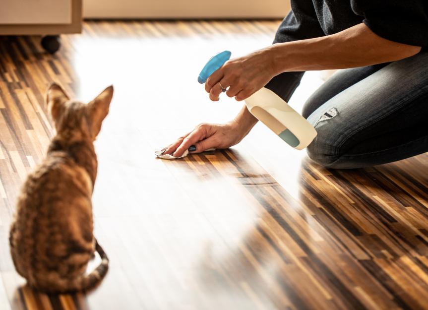 猫喷雾和如何阻止它| PetMD