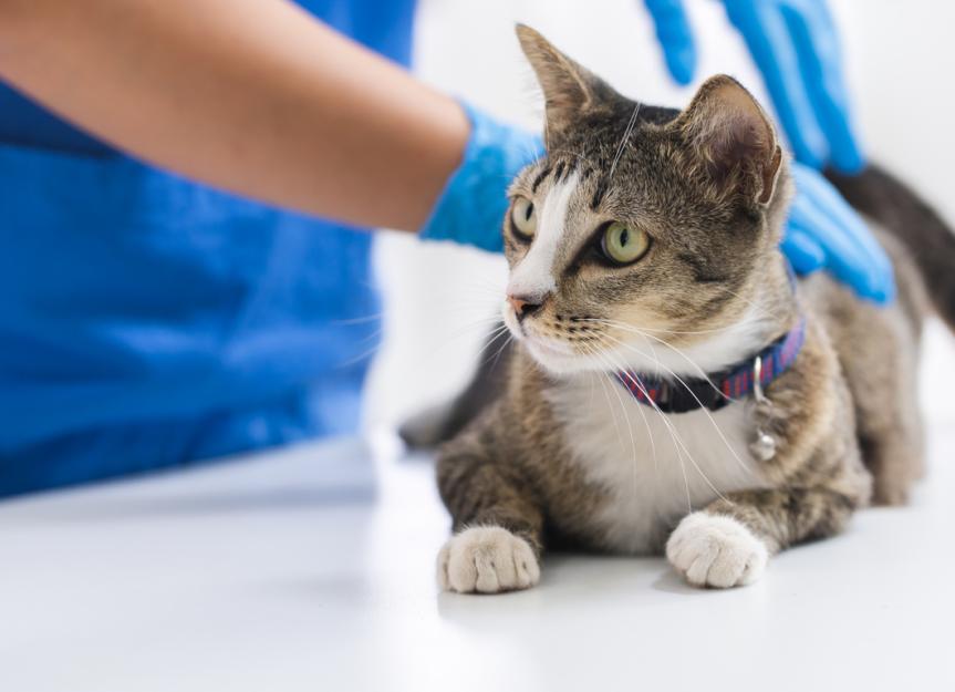 Paralysis in Cats | PetMD