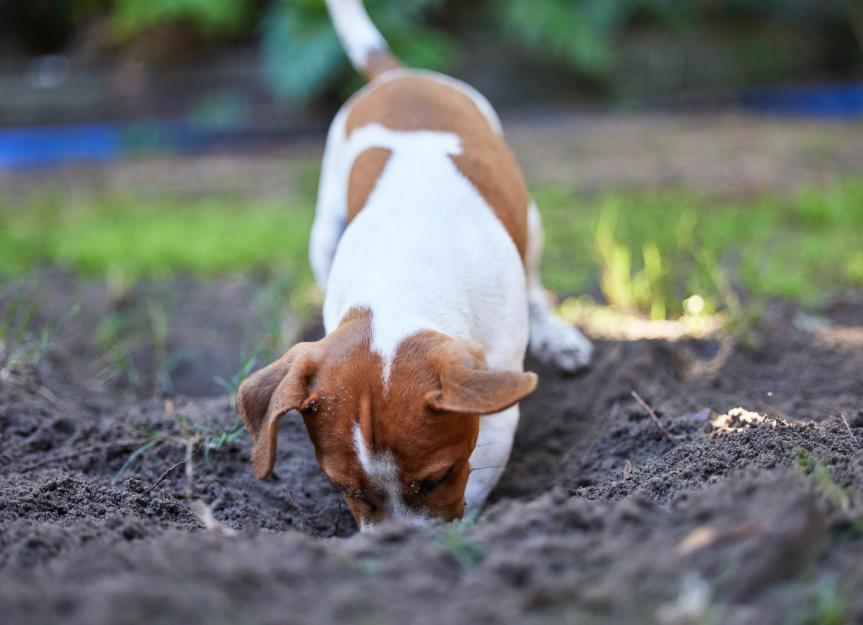 Whipworms in Dogs | PetMD