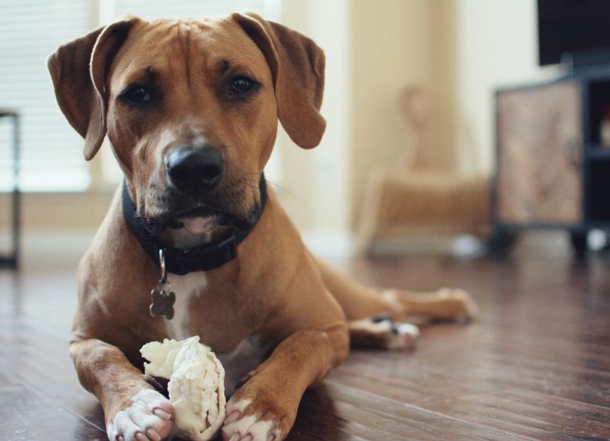 Rimadyl® (Carprofen) | PetMD