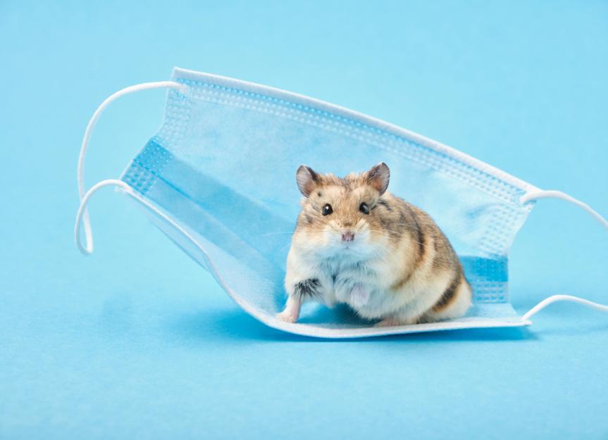 Tumors and Cancers in Hamsters | PetMD