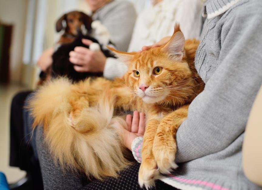 Levetiracetam (Keppra®, Elepsia XR®, Roweepra, Spritam®)| PetMD | PetMD