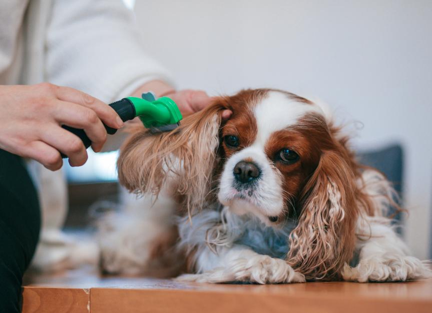 How to Check a Dog for Ticks | PetMD
