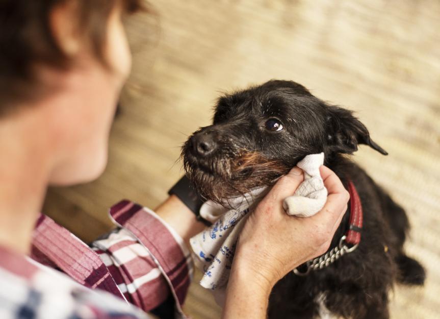 6 Things to Know About Flea Dips for Dogs | PetMD