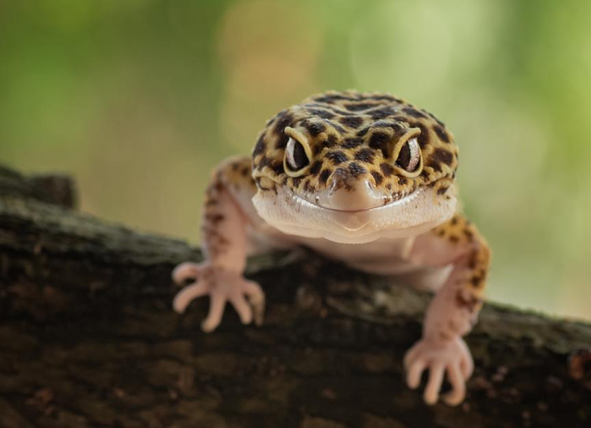 Leopard Geckos: All You Need to Know | PetMD