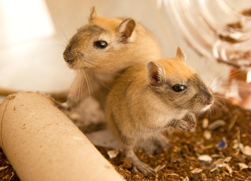 Hamsters vs. Gerbils: What’s the Difference? | PetMD