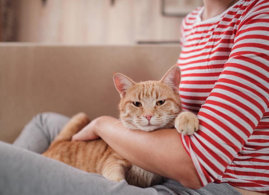 Lactulose (Constulose®, Enulose®, Generlac®, Kristalose®) | PetMD