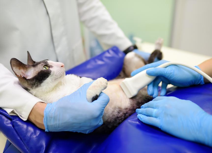 Stomach and Intestinal Ulcers in Cats | PetMD