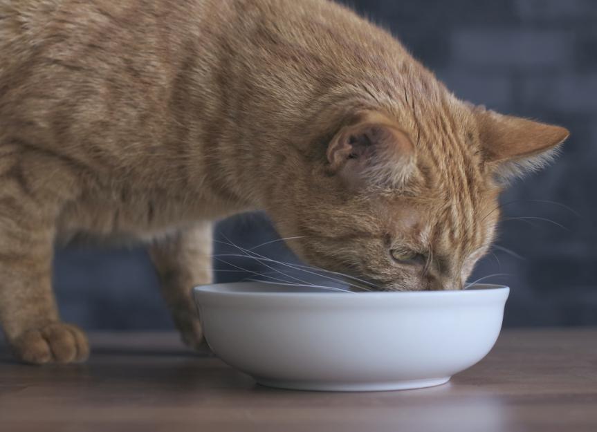 Megaesophagus in Cats| PetMD | PetMD