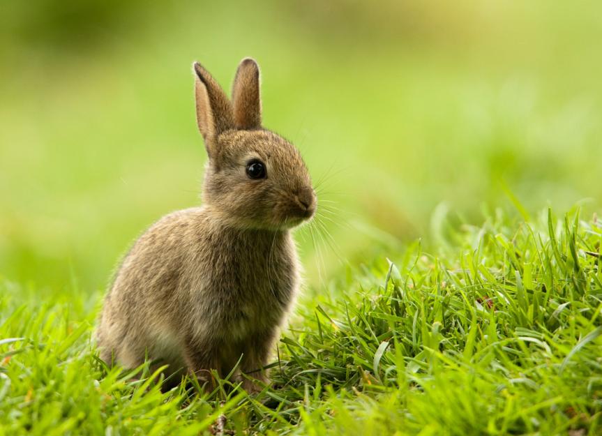 Rabbit Hemorrhagic Disease Virus | PetMD