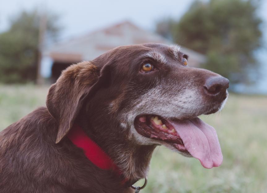Can Seizures Cause Memory Loss In Dogs Can Seizures Cause Memory Loss In Dogs