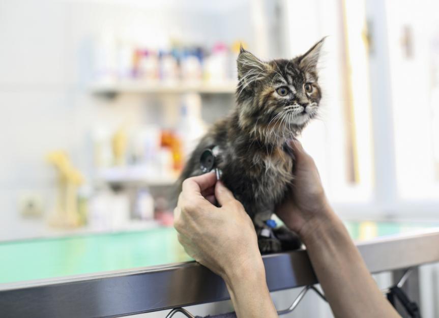 Aspiration Pneumonia in Cats | PetMD