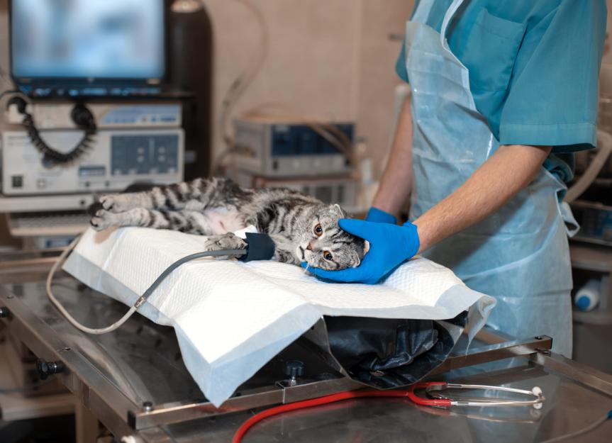 Shock in Cats | PetMD