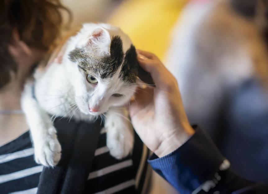 What To Know: Adopting a Deaf Cat | PetMD