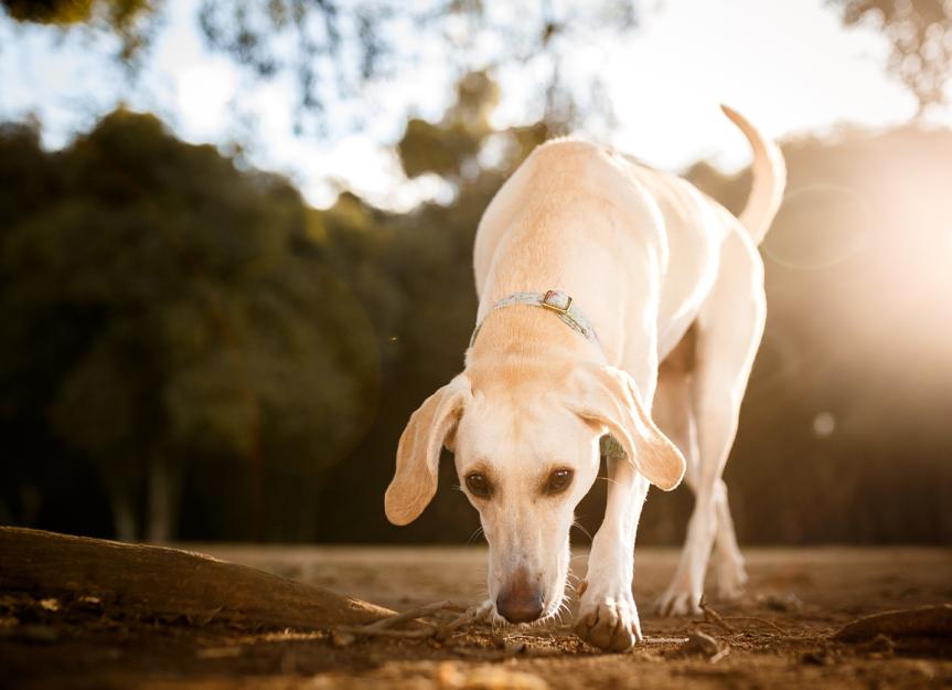 Tobacco (Nicotine) Poisoning in Dogs | PetMD