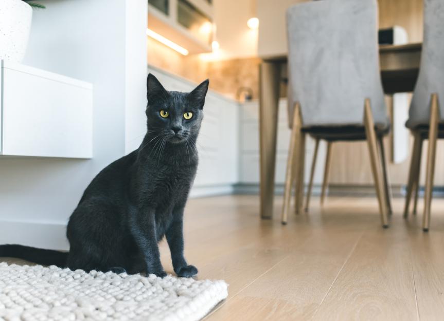 Mirtazapine (Mirataz®) | PetMD