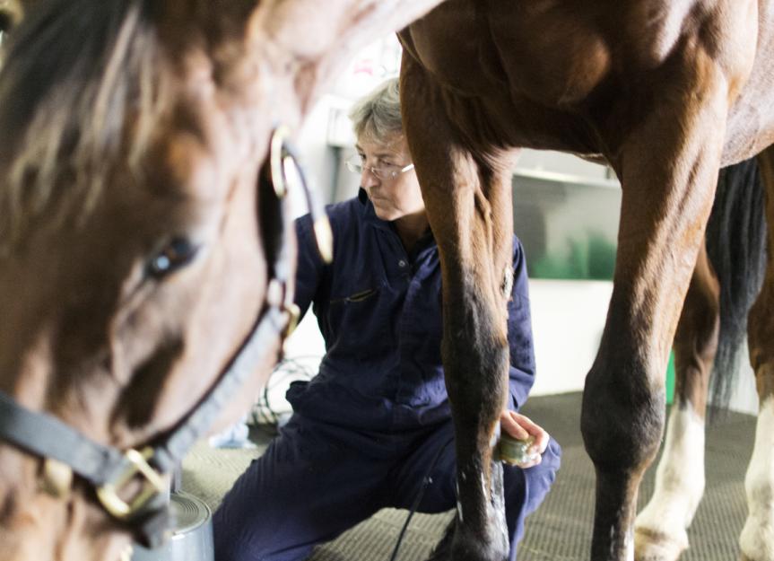 Lameness in Horses | PetMD