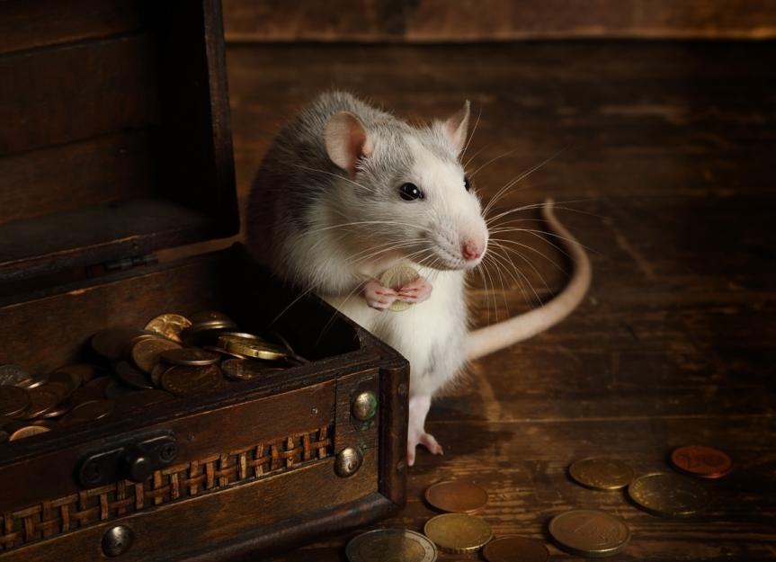 Urinary Stones in Rats | PetMD