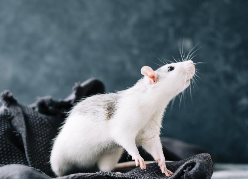Ringworm in Rats | PetMD