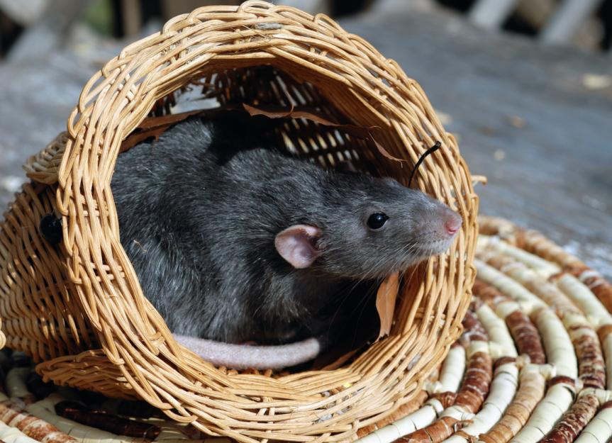 Sialodacryoadenitis and Coronavirus Infection in Rats | PetMD