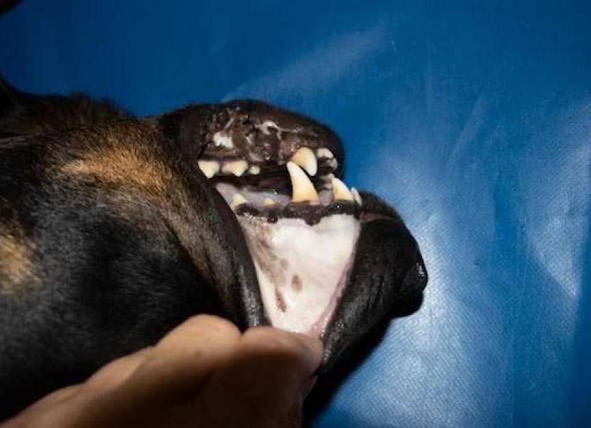 Pale and White Gums in Dogs | PetMD