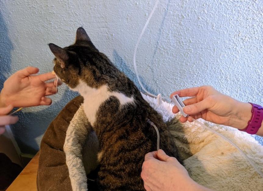 Subcutaneous Fluids for Pets 101 | PetMD