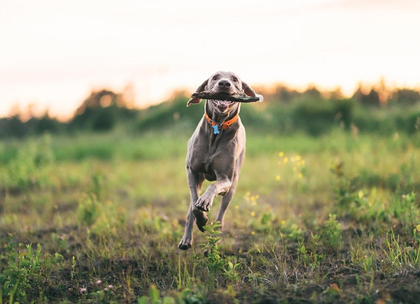 Weimaraner | PetMD