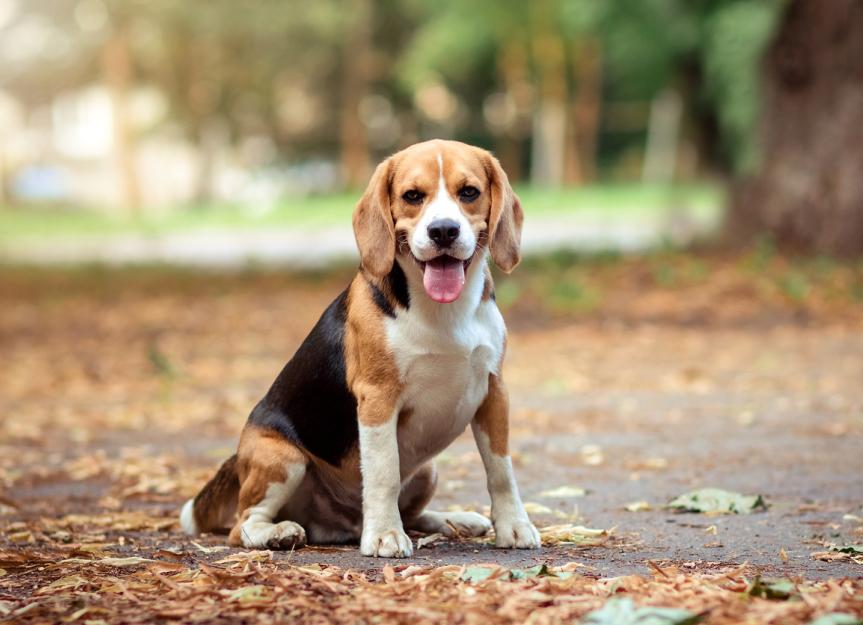 Beagle Blog