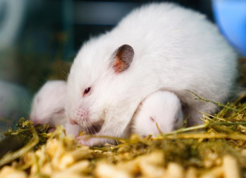 Breeding Disorders, Infertility in Hamsters | PetMD