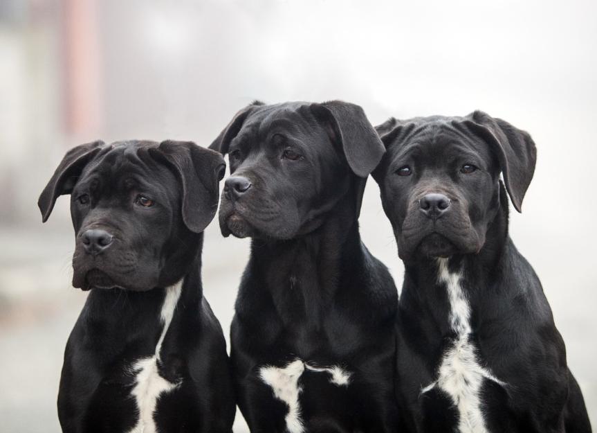 Cane Corso | PetMD
