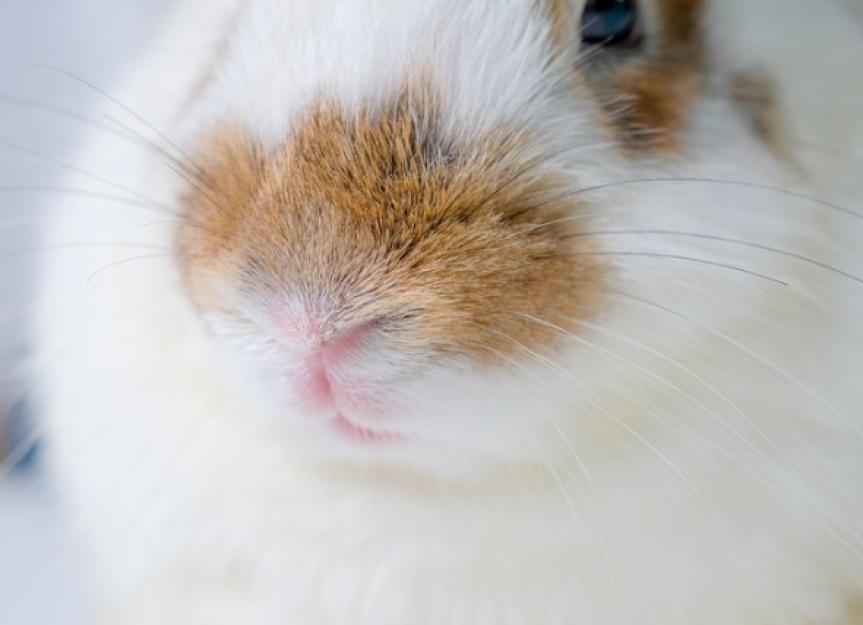 Excessive Salivating in Rabbits | PetMD