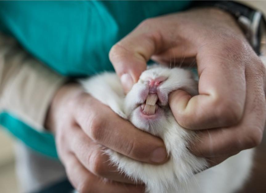 Cheek Teeth Problems in Rabbits | PetMD