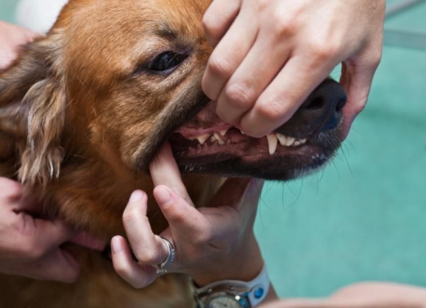 Dog Gum Colors and What They Mean | PetMD