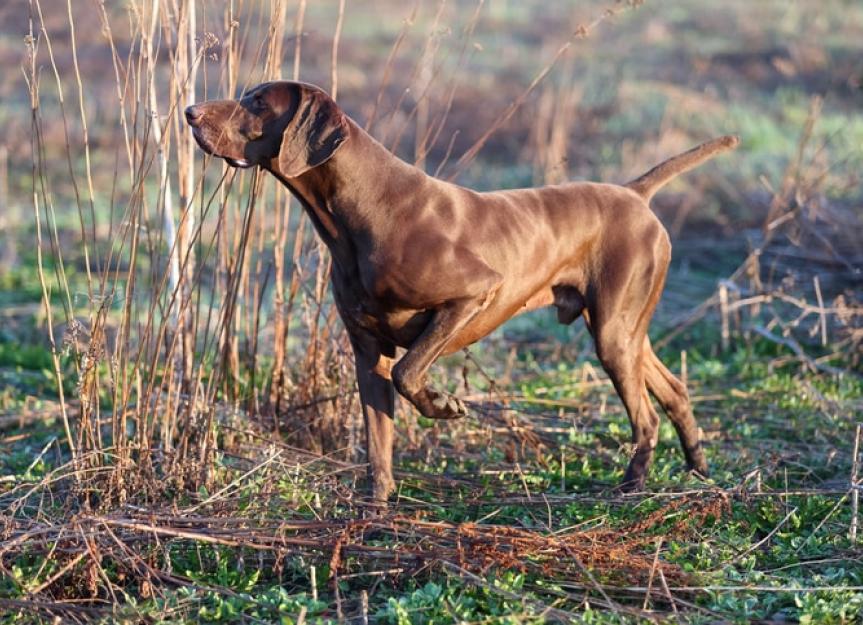 Pointer| PetMD | PetMD