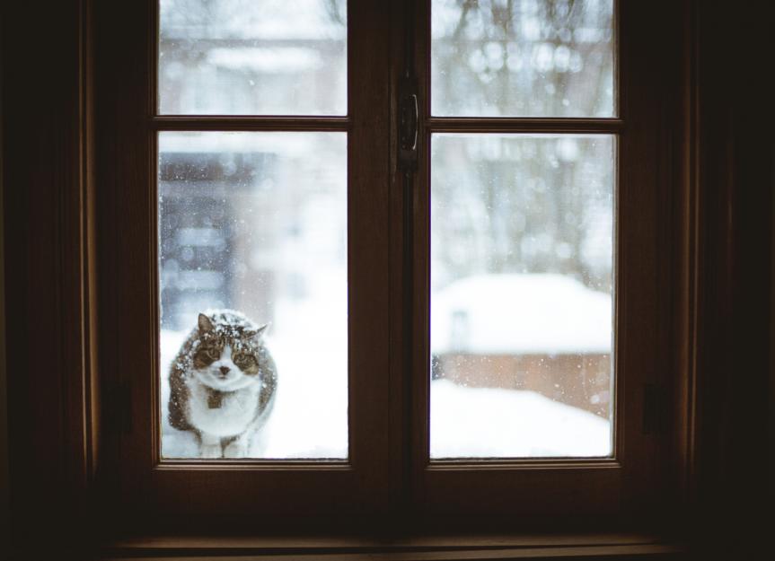 Frostbite in Cats | PetMD