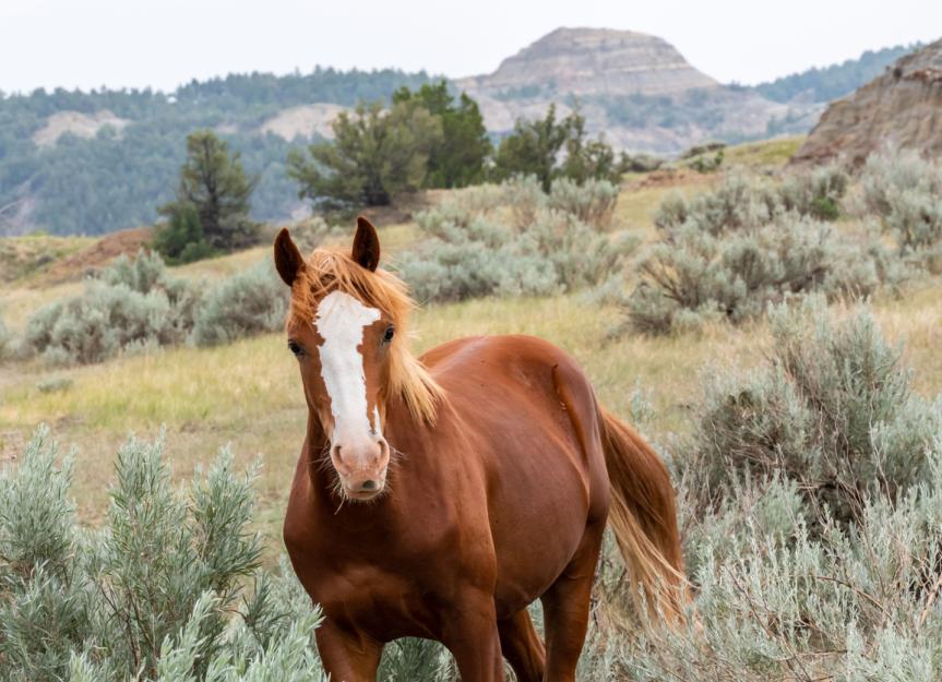 Rabies in Horses | PetMD