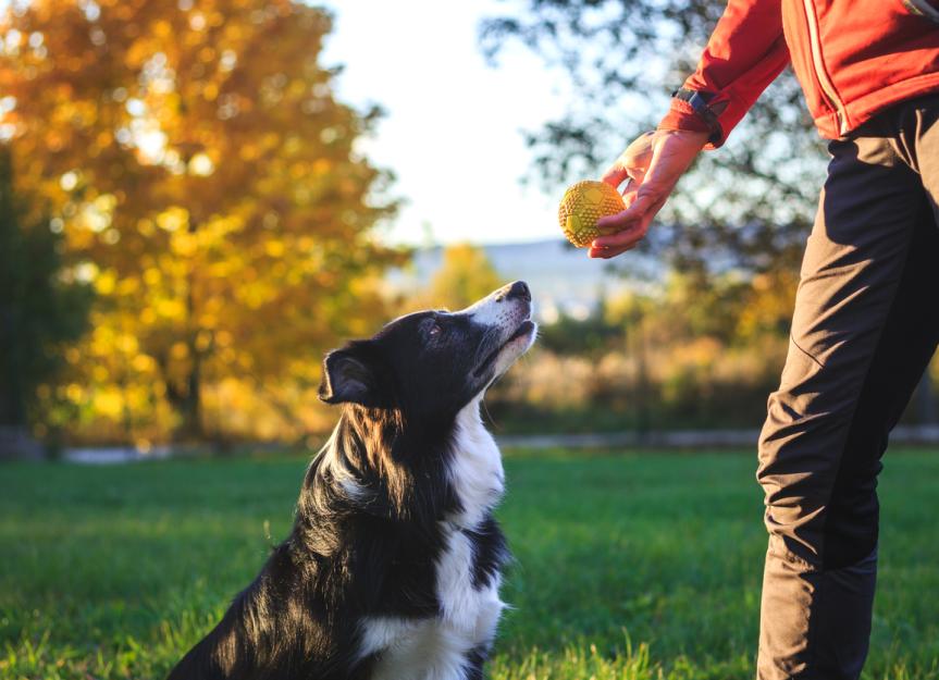 Chloramphenicol | Medication: PetMD | PetMD