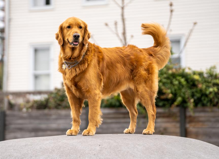 Golden Retriever | PetMD