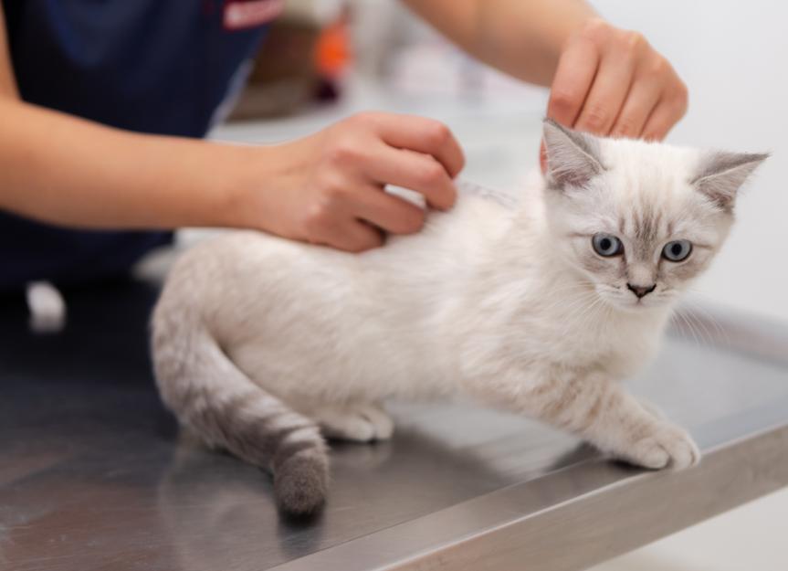 Mast Cell Tumors In Cats PetMD Mast Cell Tumors In Cats PetMD