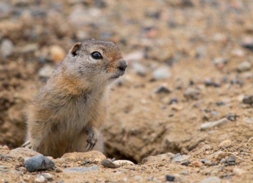 Monkeypox Infection in Prairie Dogs | PetMD