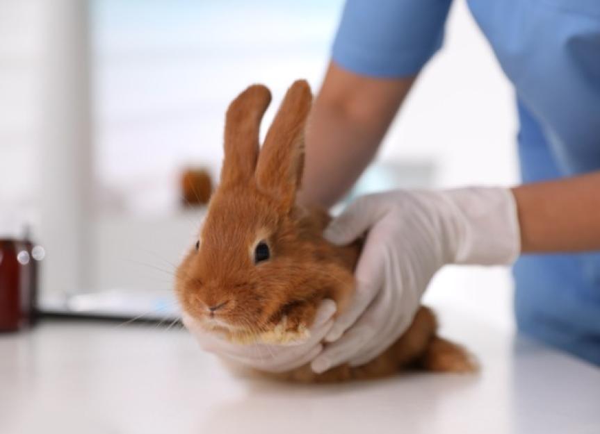 Spinal Column Disorder in Rabbits | PetMD