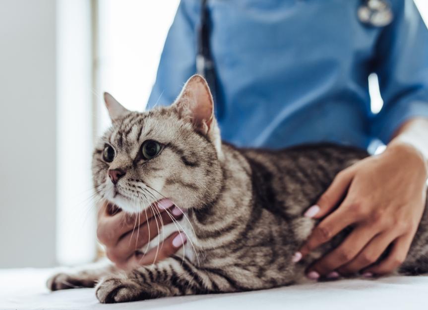 Fibrosarcoma in Cats | PetMD
