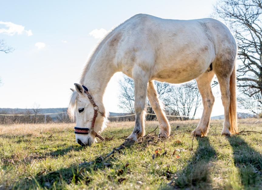 Welsh Cob | PetMD